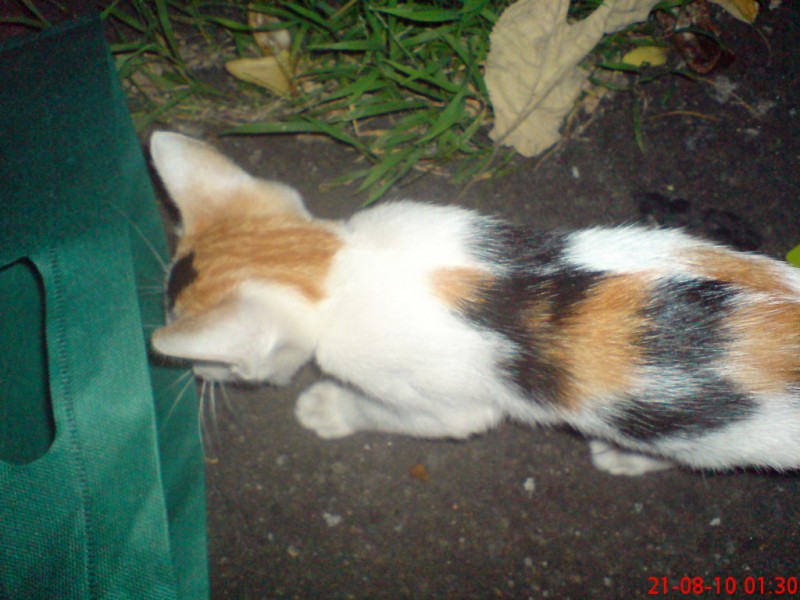 深夜的一位來訪客... - pppooo的創作 - 巴哈姆特