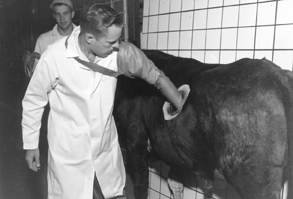 【情報】Fistulated cows醫學研究的牛 (有點噁) 原創 @世界之不可思議 哈啦板 - 巴哈姆特