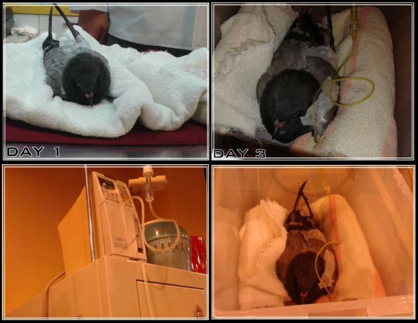 存在與失去的落差 - pppooo的創作 - 巴哈姆特