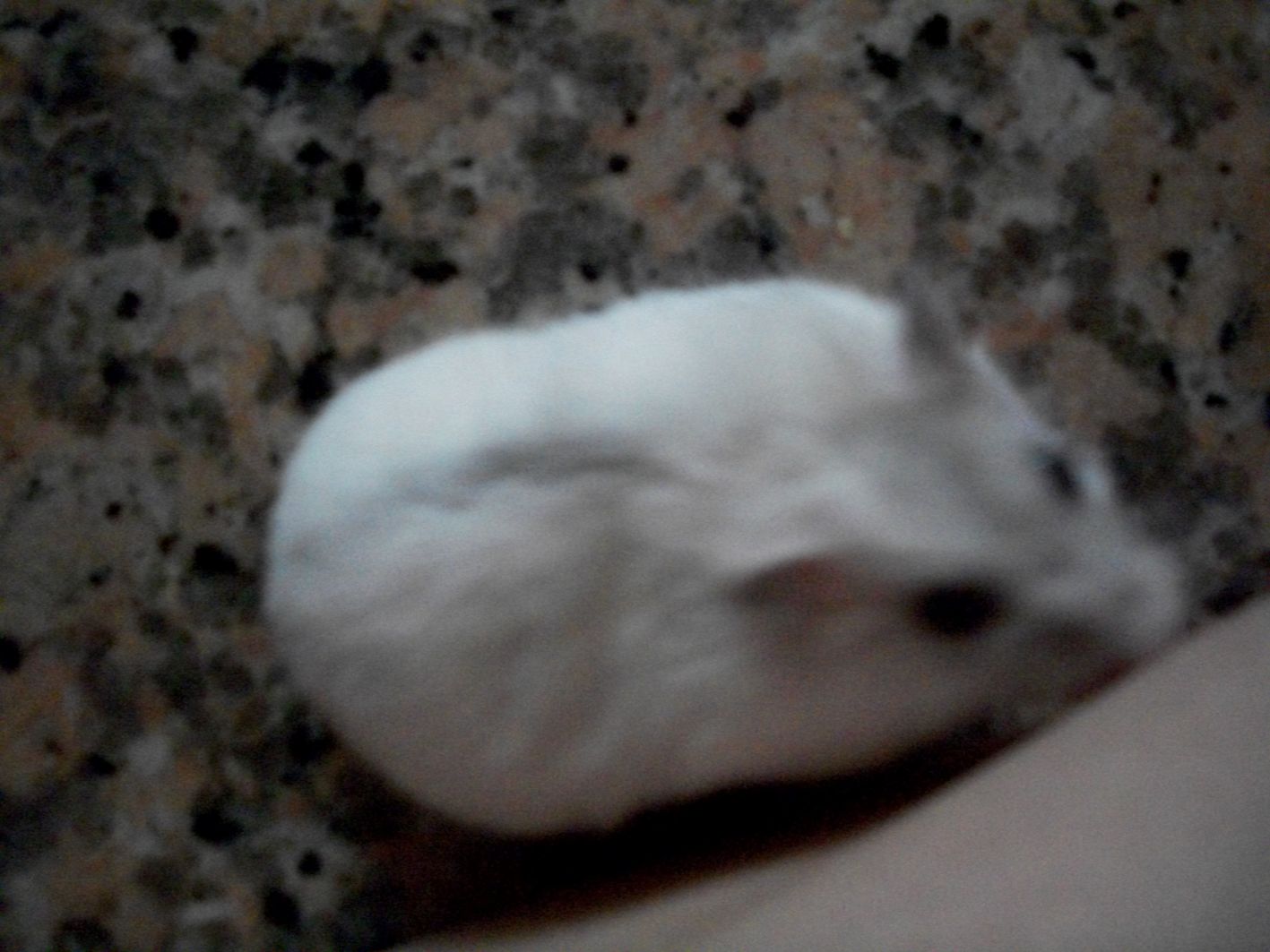 [尋鼠]如果在街上看到那個小毛球可以幫我撿起來嗎？[已尋獲] - pp8101720的創作 - 巴哈姆特