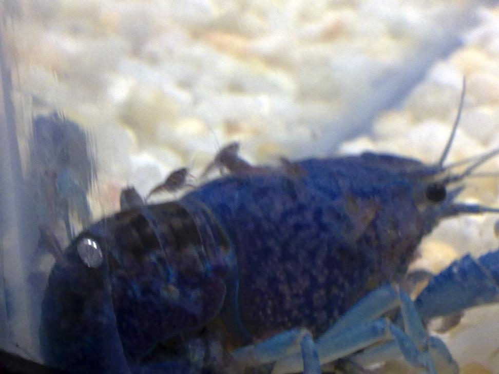 雪、水族箱、殺氣騰騰(？)，還有大小姐 - gn01920249的創作 - 巴哈姆特