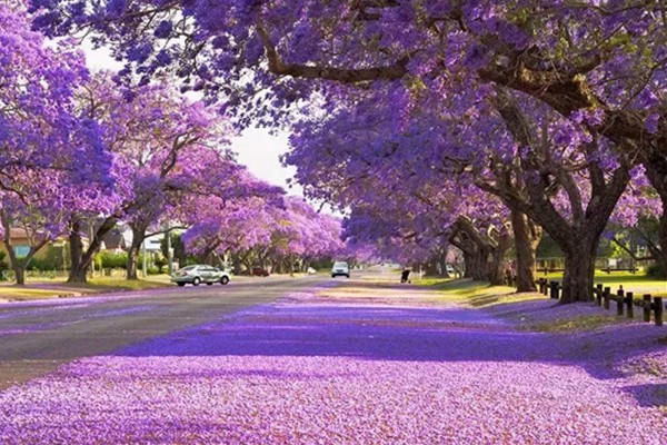 澳洲最浪漫紫色小鎮，10月份的格拉夫頓Grafton。 - evegogo的創作 - 巴哈姆特