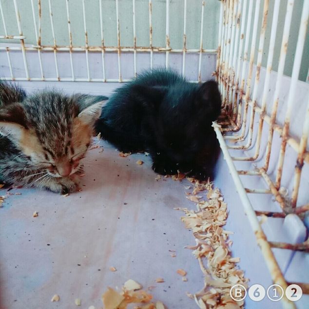 喵咪www - Andrew552530的創作 - 巴哈姆特