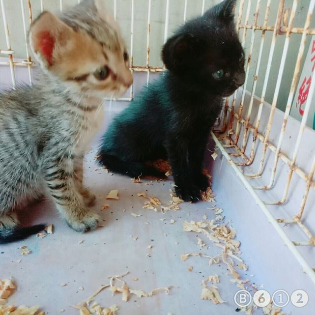 喵咪www - Andrew552530的創作 - 巴哈姆特