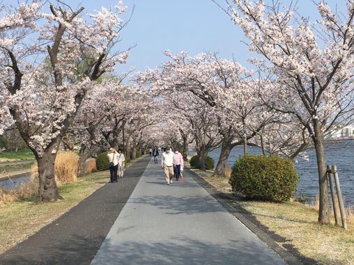 2018.3.30～4.9鄉巴佬人生第一次看櫻花-水戶篇 - singe9710的創作 - 巴哈姆特