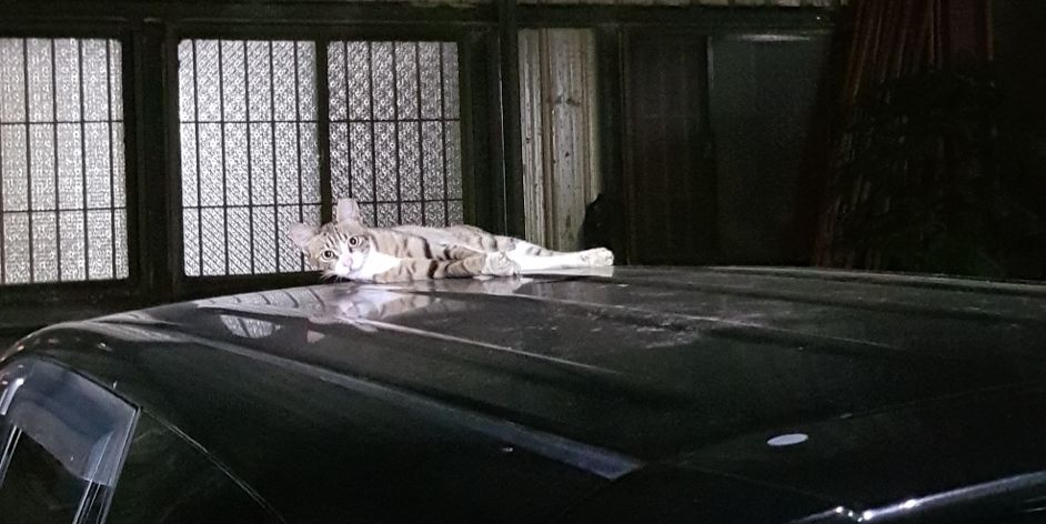 18 0817 今天是七夕 - t781212的創作 - 巴哈姆特