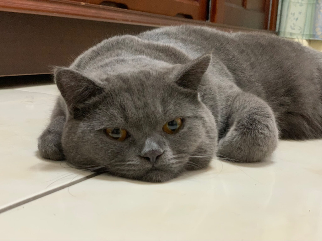 小敗家-發現者內紅點 - s210720的創作 - 巴哈姆特