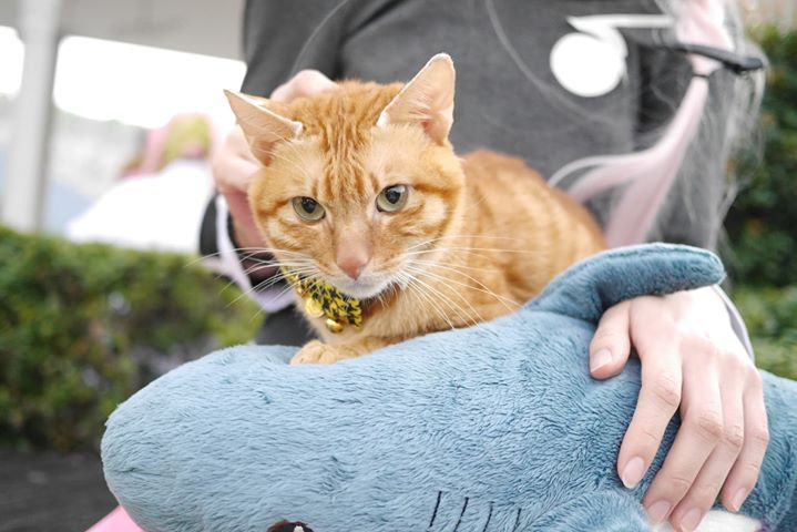 FF35會場Cosplay 募集 - ss2831365的創作 - 巴哈姆特