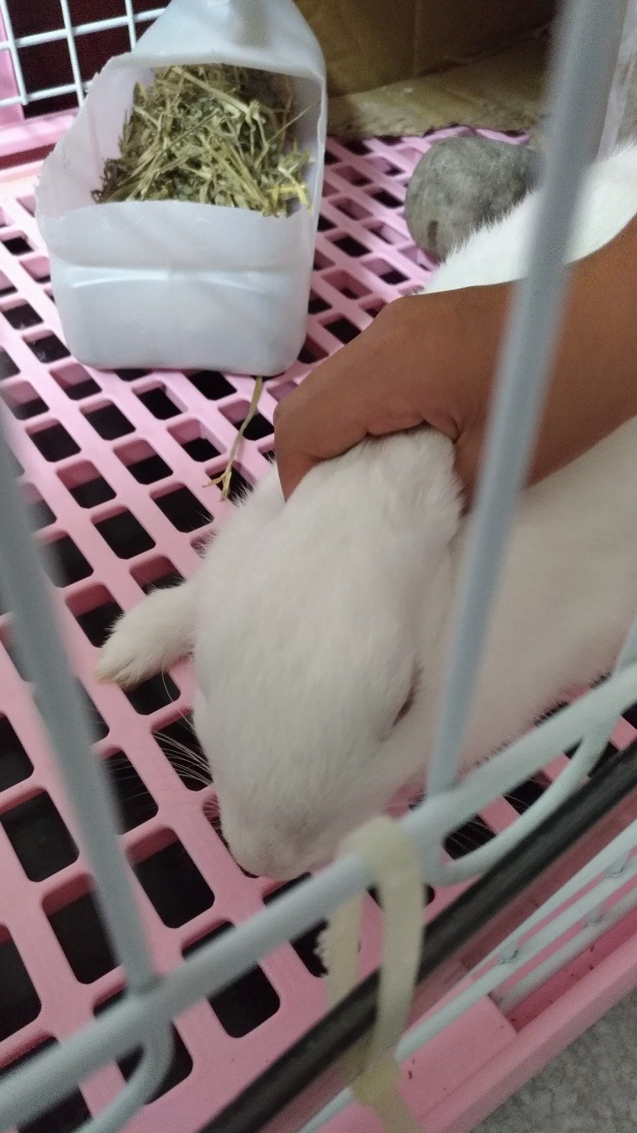 每日兔子067 - Sunnymoon012的創作 - 巴哈姆特