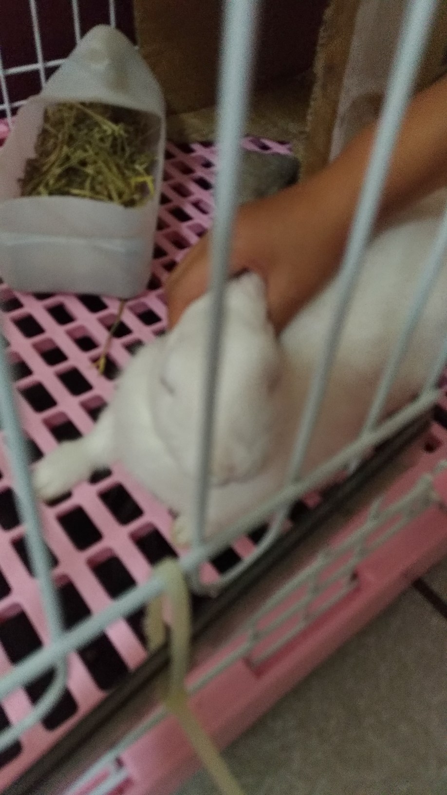 每日兔子067 - Sunnymoon012的創作 - 巴哈姆特