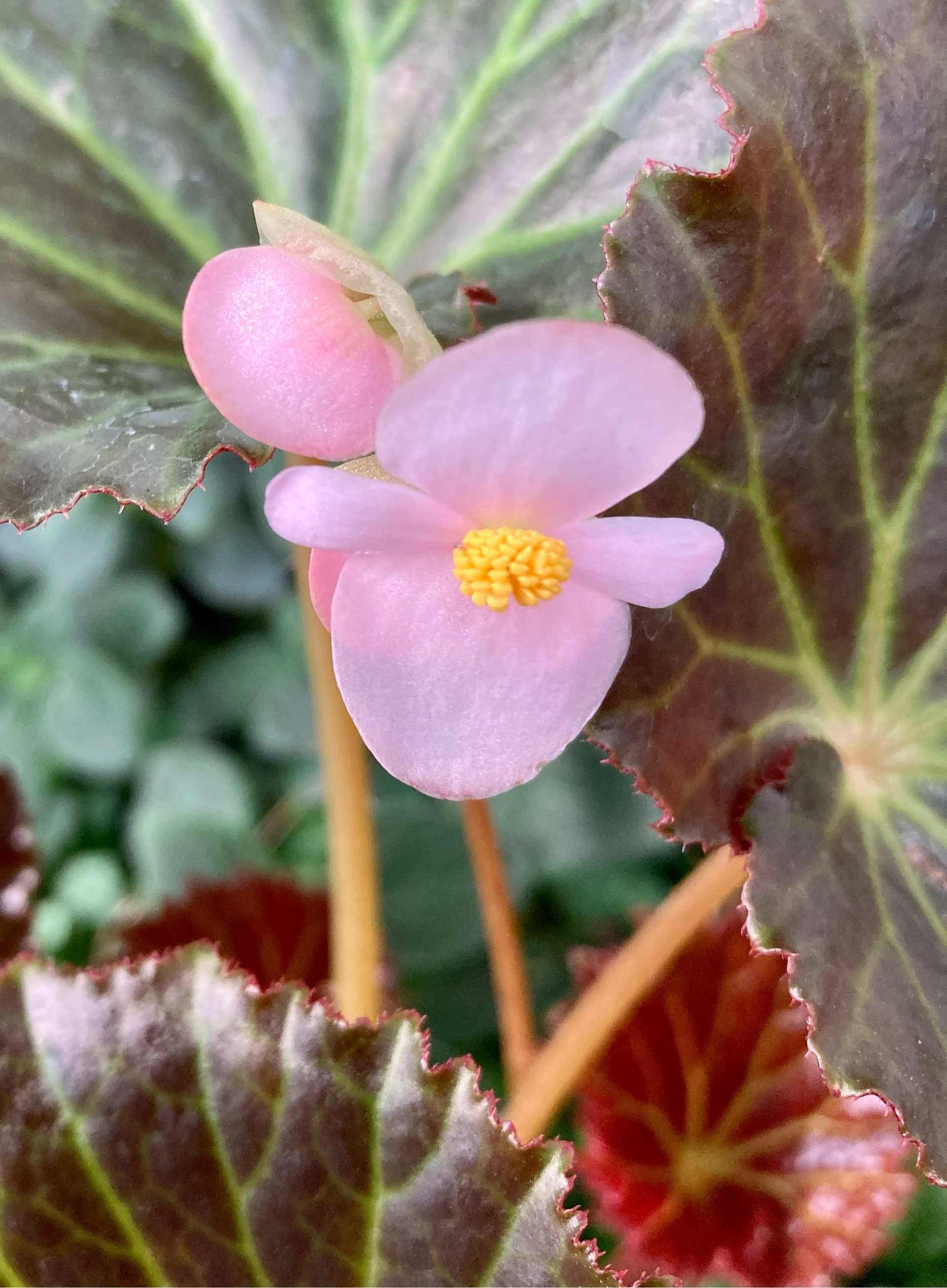 Begonia sp. U514 - arclight123的創作 - 巴哈姆特