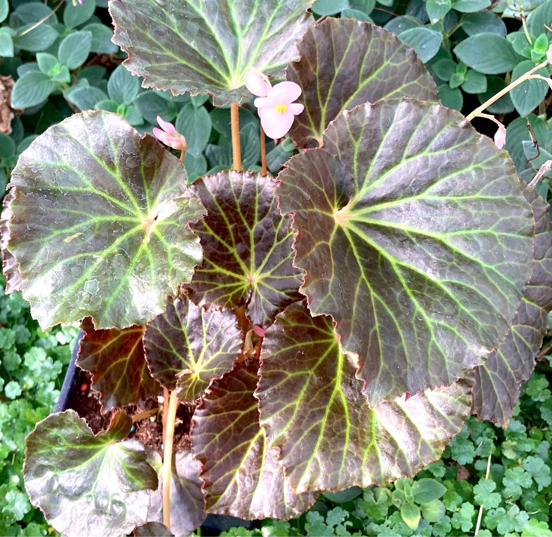 Begonia sp. U514 - arclight123的創作 - 巴哈姆特