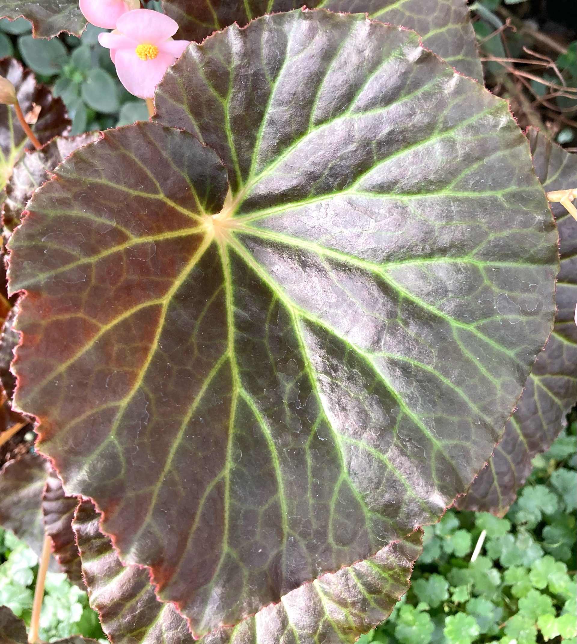 Begonia sp. U514 - arclight123的創作 - 巴哈姆特