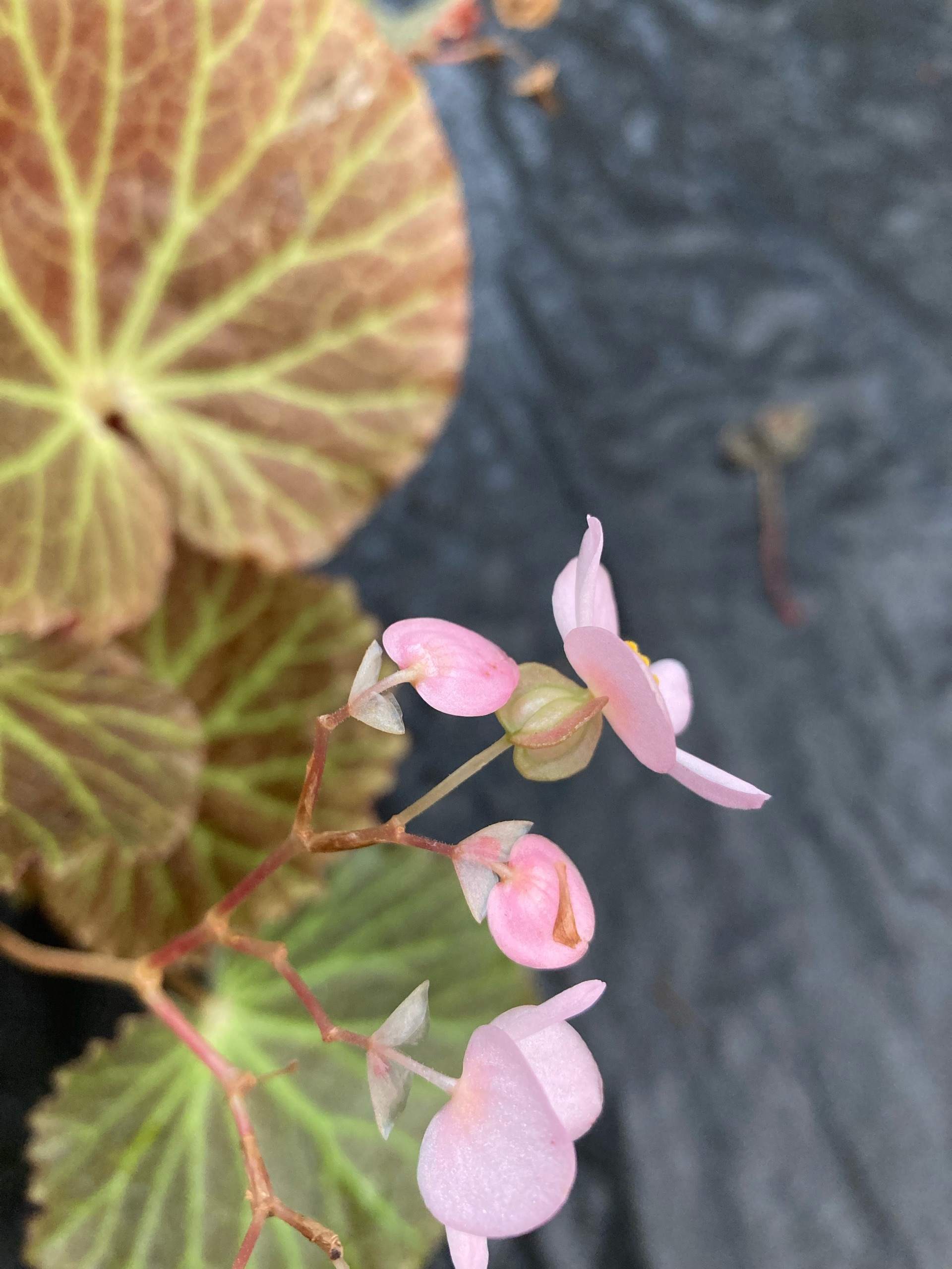 Begonia sp. U514 - arclight123的創作 - 巴哈姆特