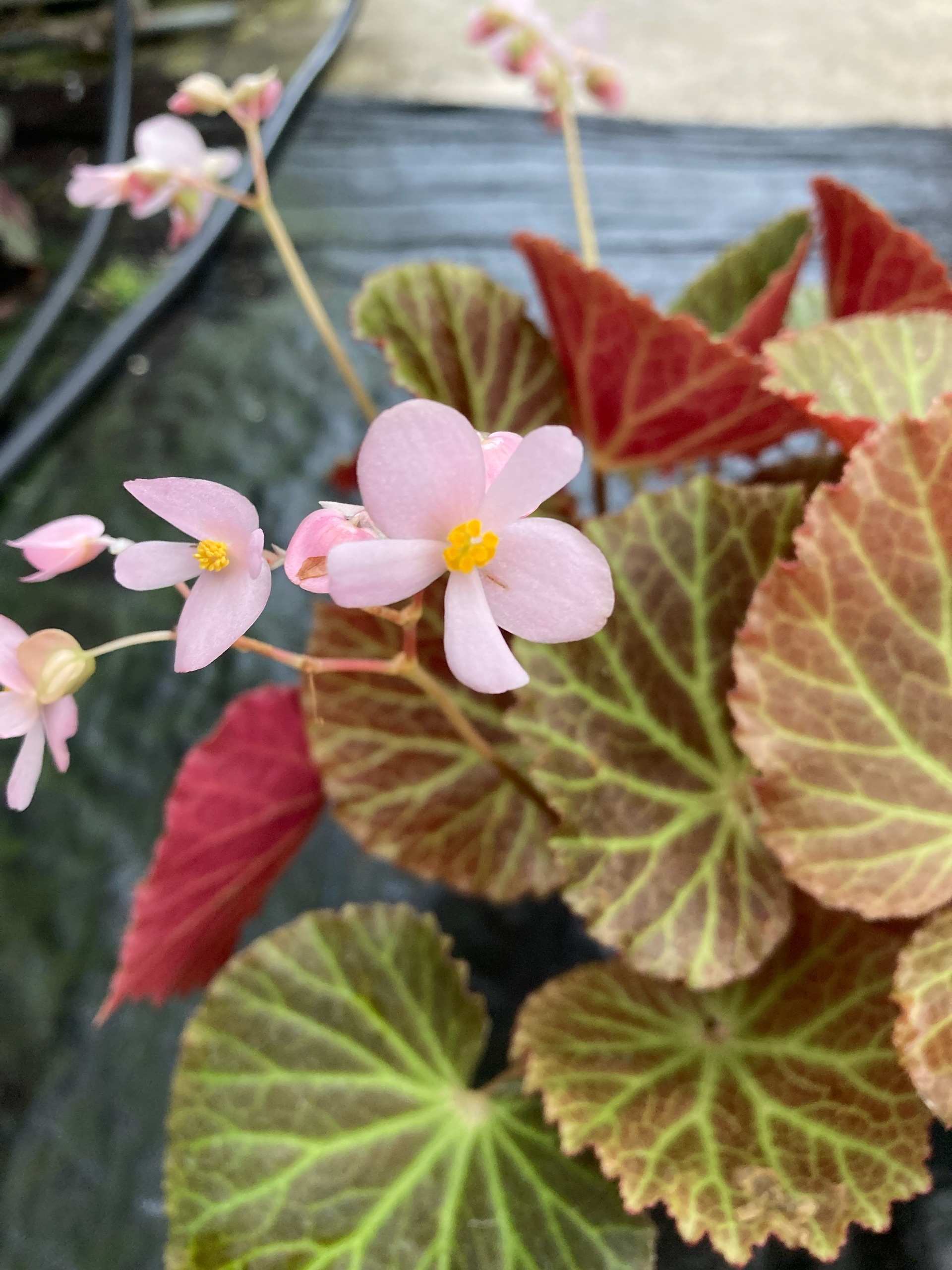 Begonia sp. U514 - arclight123的創作 - 巴哈姆特