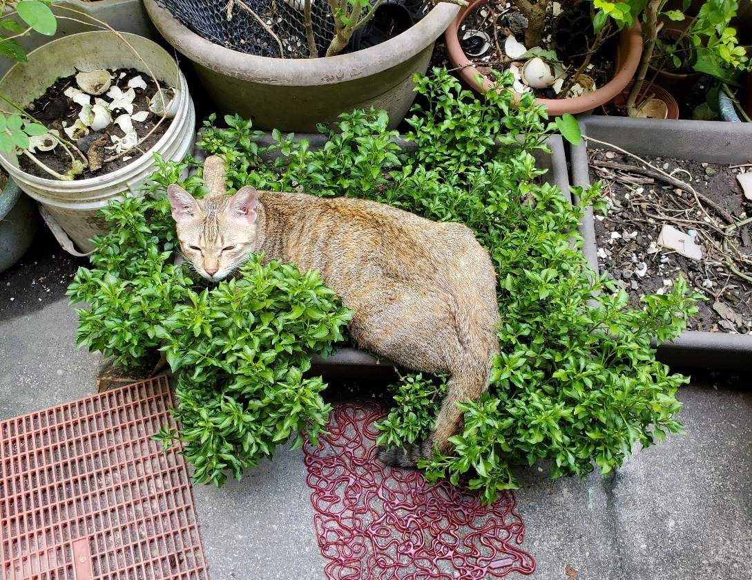 寵貓日常_保護色 - RoseCat3690的創作 - 巴哈姆特