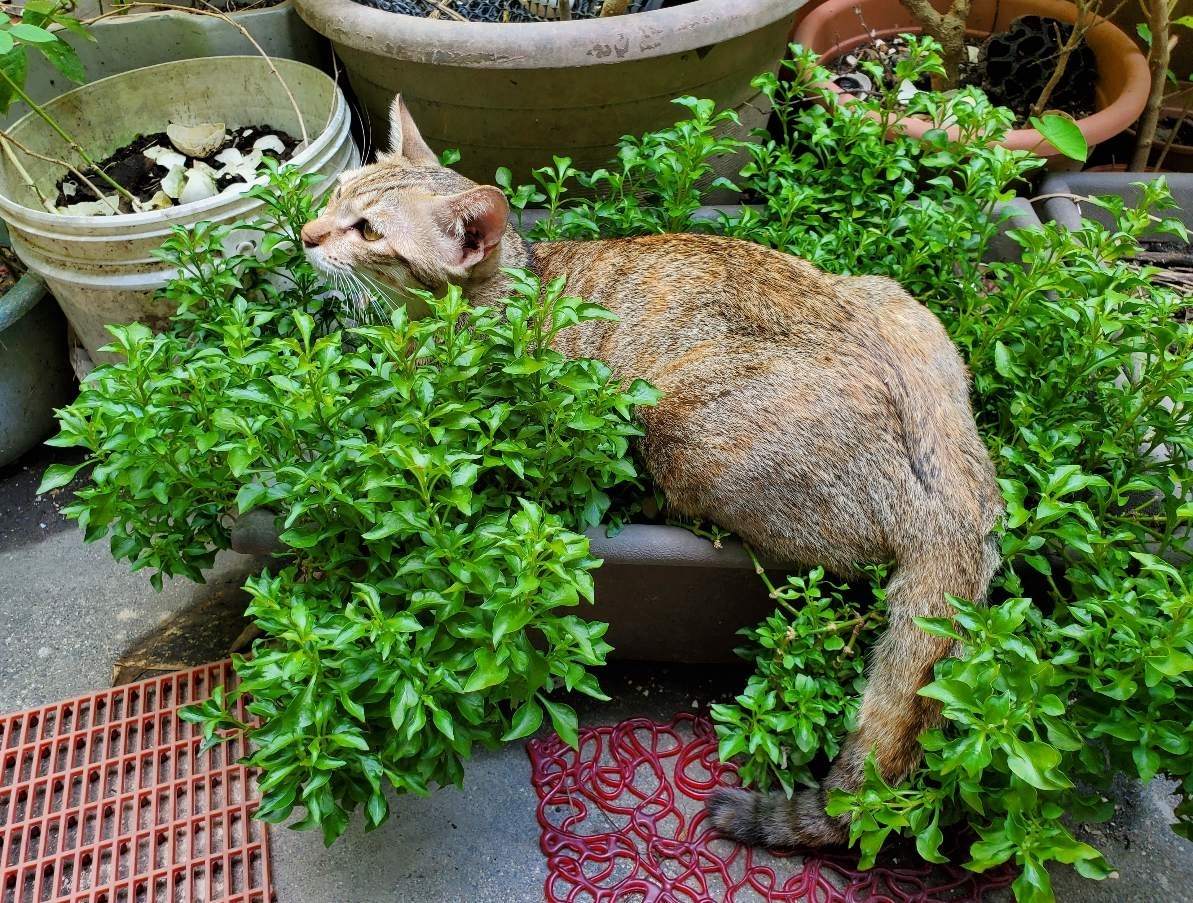 寵貓日常_保護色 - RoseCat3690的創作 - 巴哈姆特