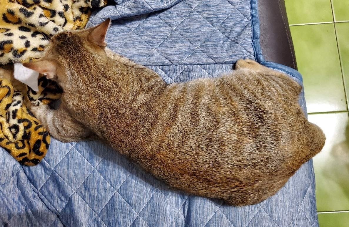 寵貓日常_保護色 - RoseCat3690的創作 - 巴哈姆特