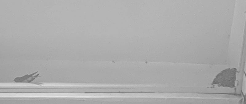 [閒聊]形單影隻(圖) - lcoffee的創作 - 巴哈姆特