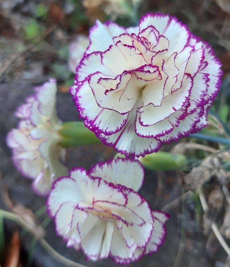 本週二三事—G20、#RIPTwitter，找牙醫、中裕司內線交易（？） - s3062072的創作 - 巴哈姆特