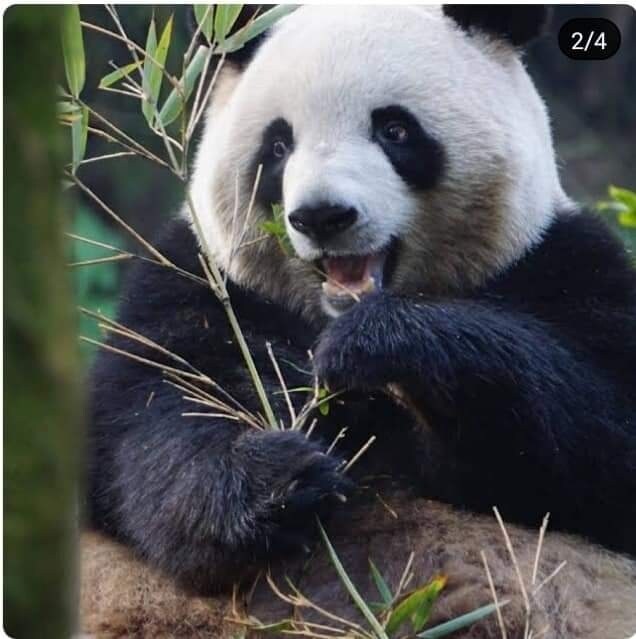 夢戰。牛奶寶寶的歐洲人日記 - ps242526的創作 - 巴哈姆特