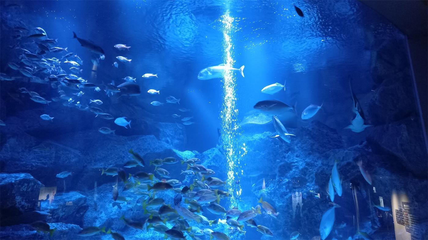 [達人專欄] 第132回 Day 4：晴空塔！墨田水族館！參訪莉可麗絲的聖地！（圖多） - a857142的創作 - 巴哈姆特