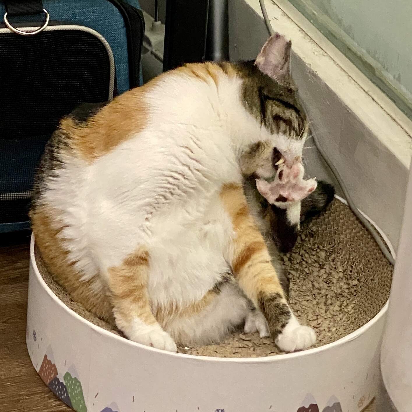 【今日鬆餅】吃腳腳 - alanwang的創作 - 巴哈姆特