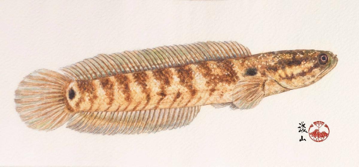 [閒聊]哪個城門有在賣雞蛋糕?(圖+Y2B) - lcoffee的創作 - 巴哈姆特