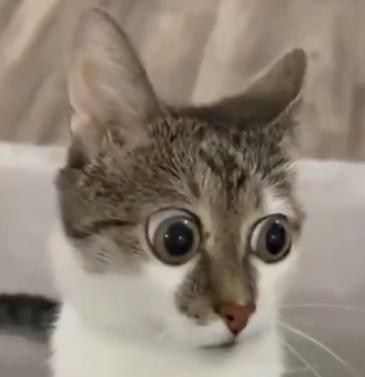 貓meme來源與考據 - david8812296的創作 - 巴哈姆特