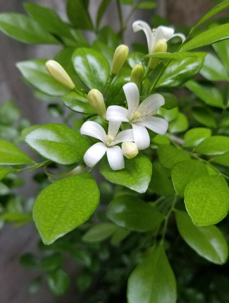 後院的七里香終於開花了w - maxft2的創作 - 巴哈姆特