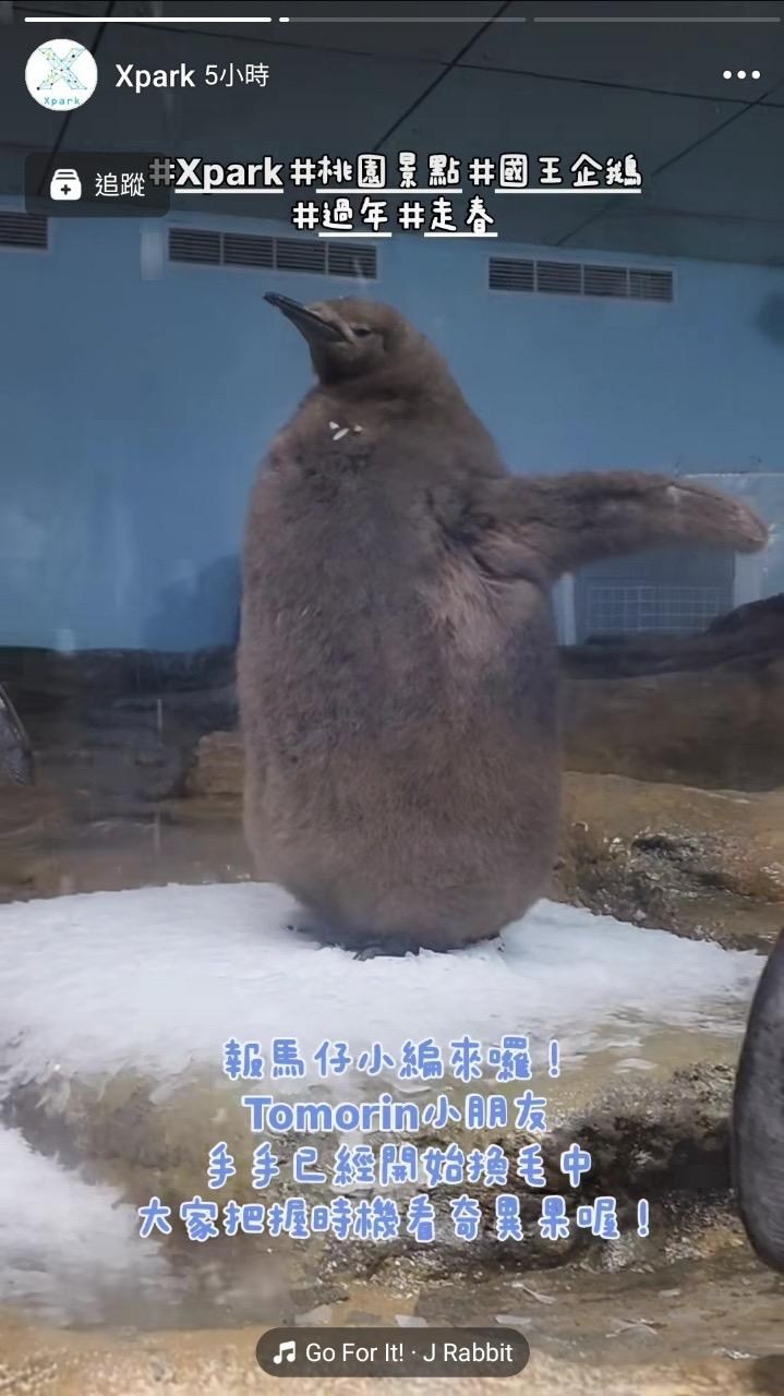 【情報】xpark的Tomorin開始脫毛了 @BanG Dream！ 哈啦板 - 巴哈姆特