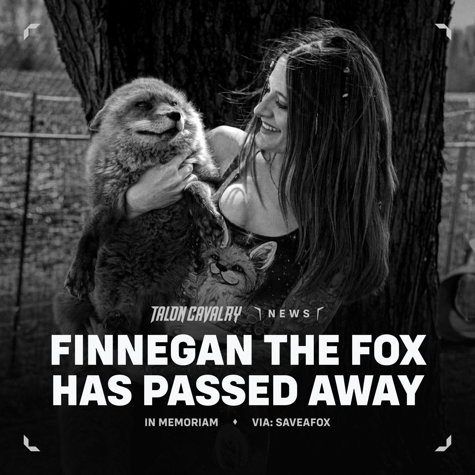 【情報】Save A Fox宣布 Finnegan狐狸已經去世 @鬥陣特攻 哈啦板 - 巴哈姆特